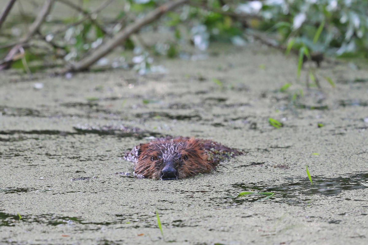 Beavers of Kankakee Sands | Nature’s Wetland Engineers