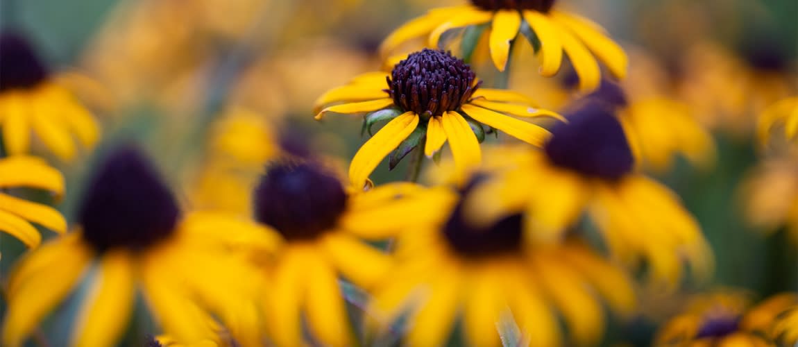Indiana Dunes Flower Quest-September | Indiana Dunes