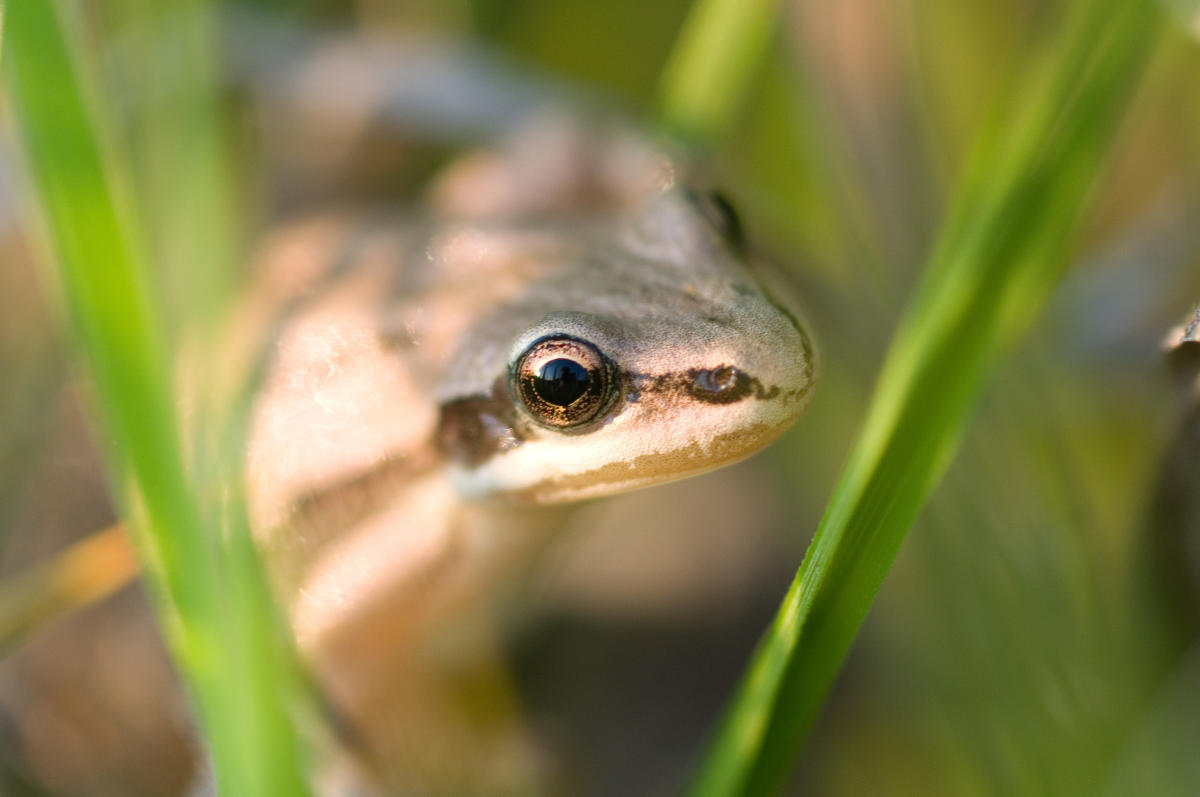 Chorus Frogs Calling at Kankakee Sands