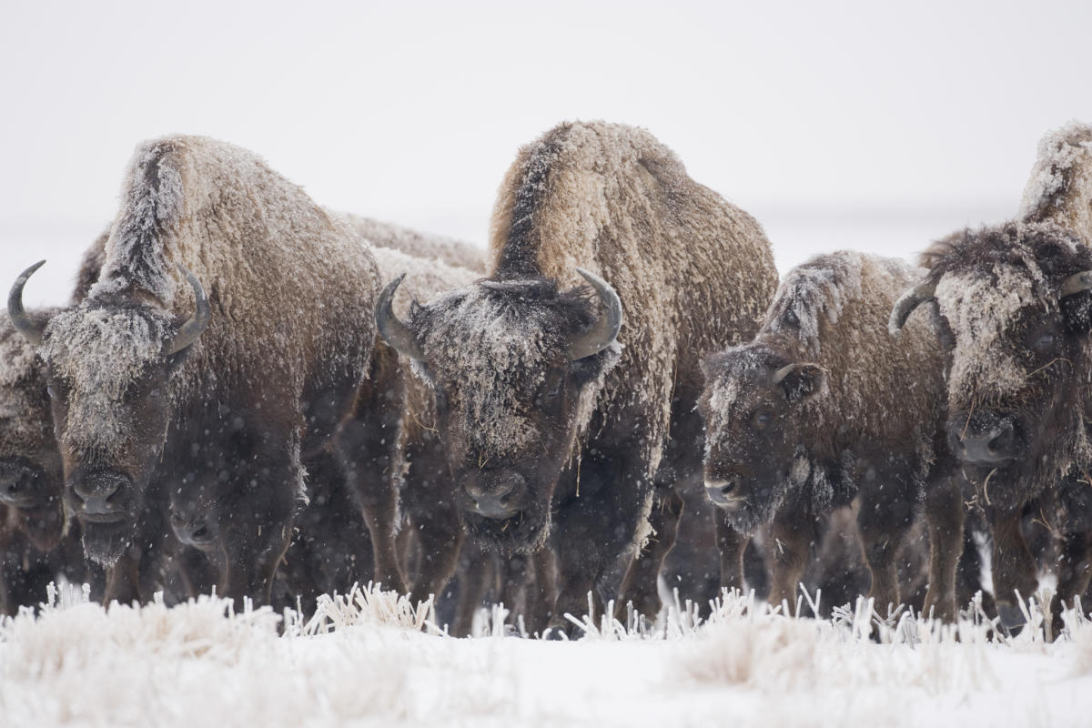 Bison - Facing Winter Head On