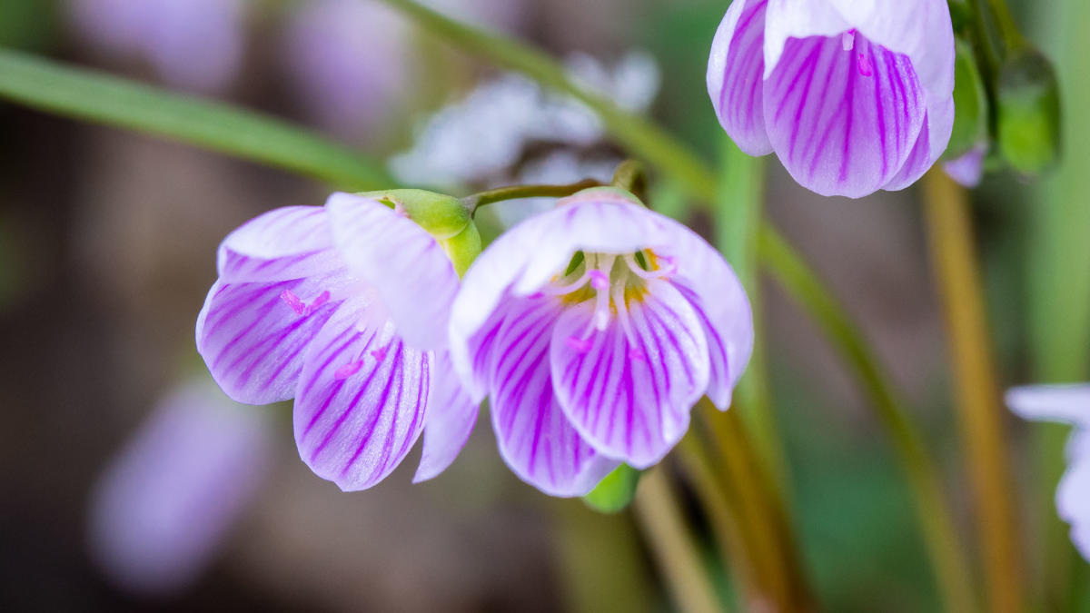 April Wildflower Guide for the Indiana Dunes
