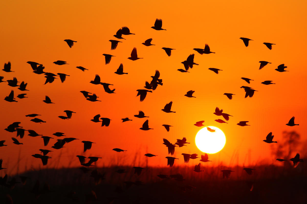 Four and Twenty Blackbirds Gracing the Sky