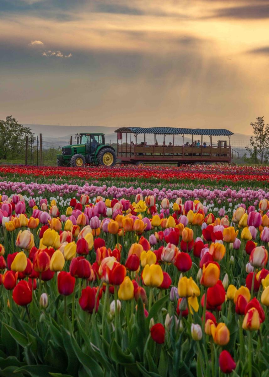 Tulip Festival | Scott Township, PA
