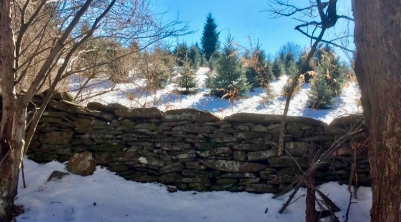 Beezup Christmas Tree Farm | Clarks Summit, PA