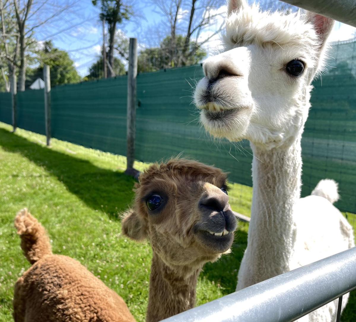 petting zoo faversham
