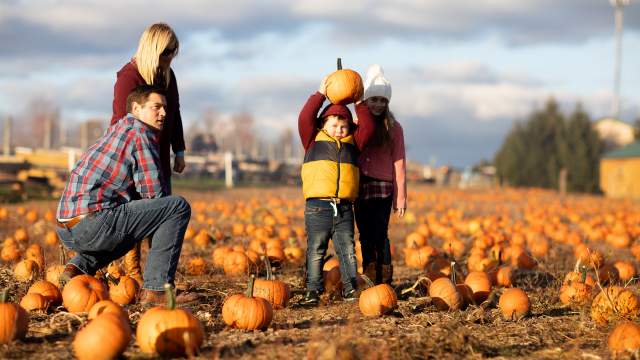 pumpkin picking activities