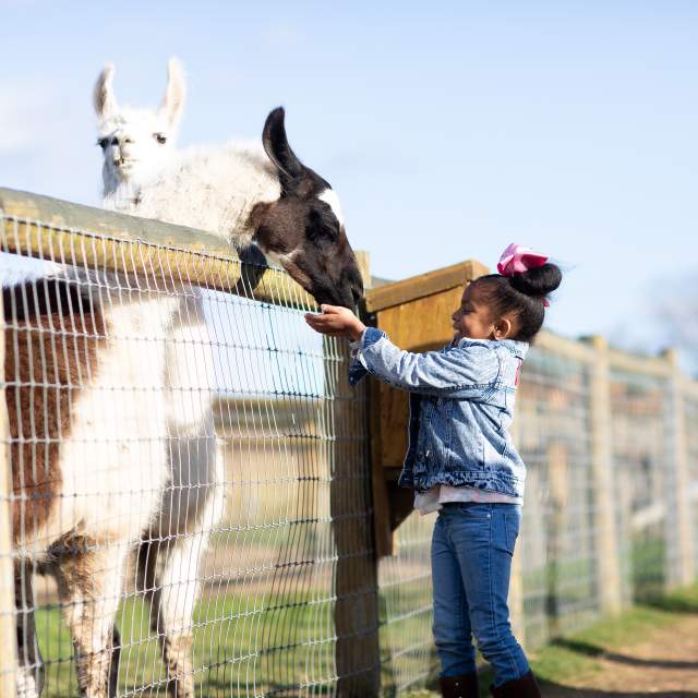 Roba Family Farms | Fall Farm Festivals