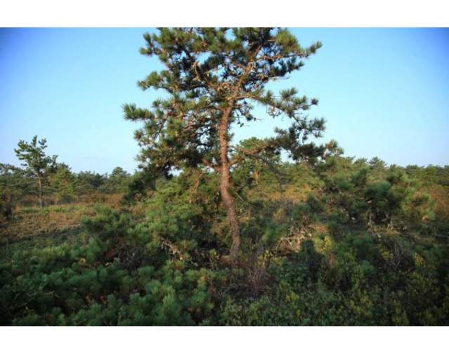 are there dwarf pine trees