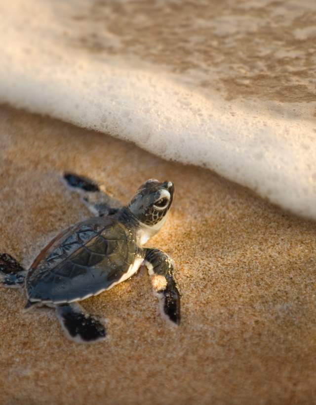 turtle on a beach