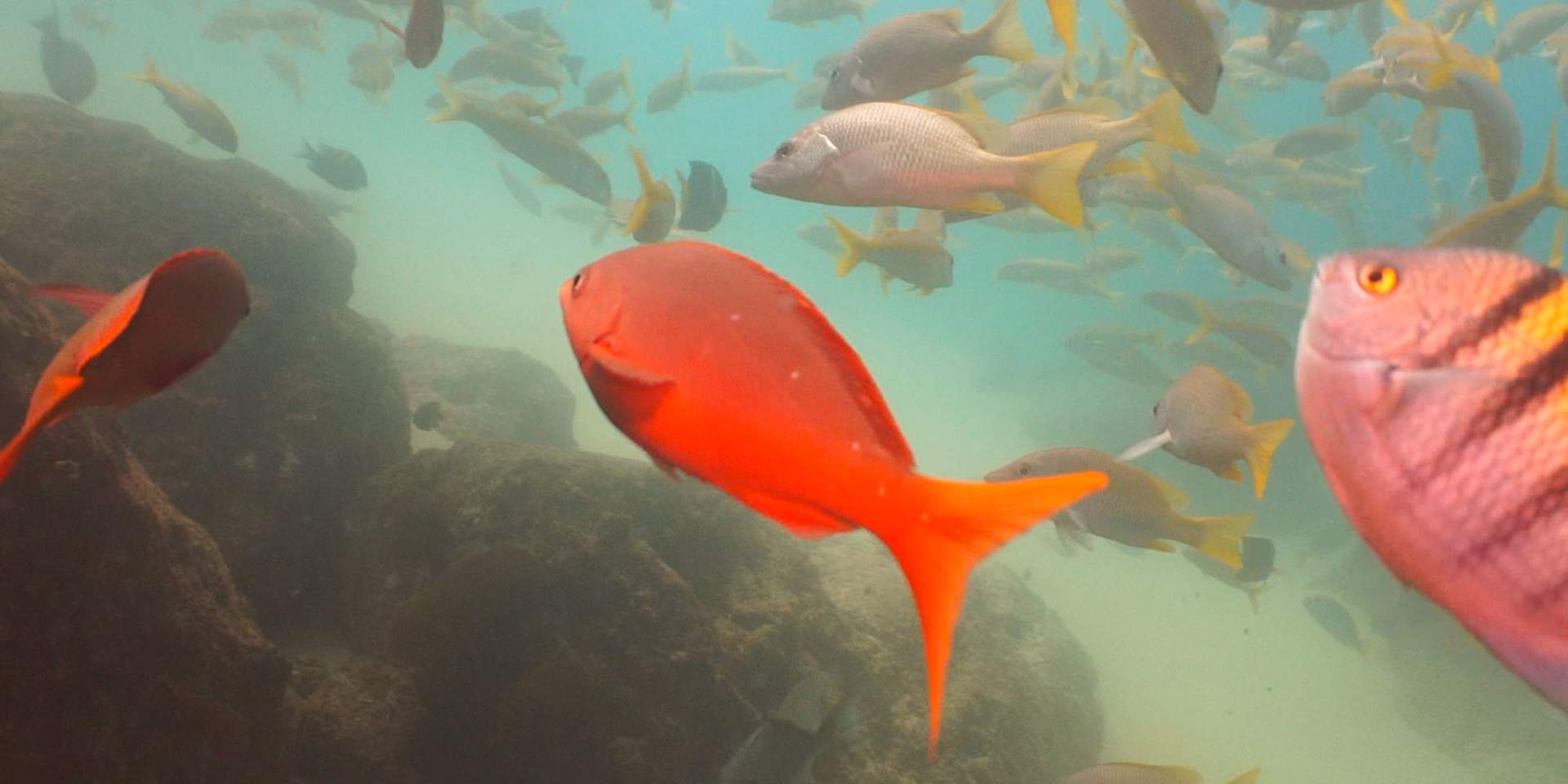 Why Fish Swim In Schools