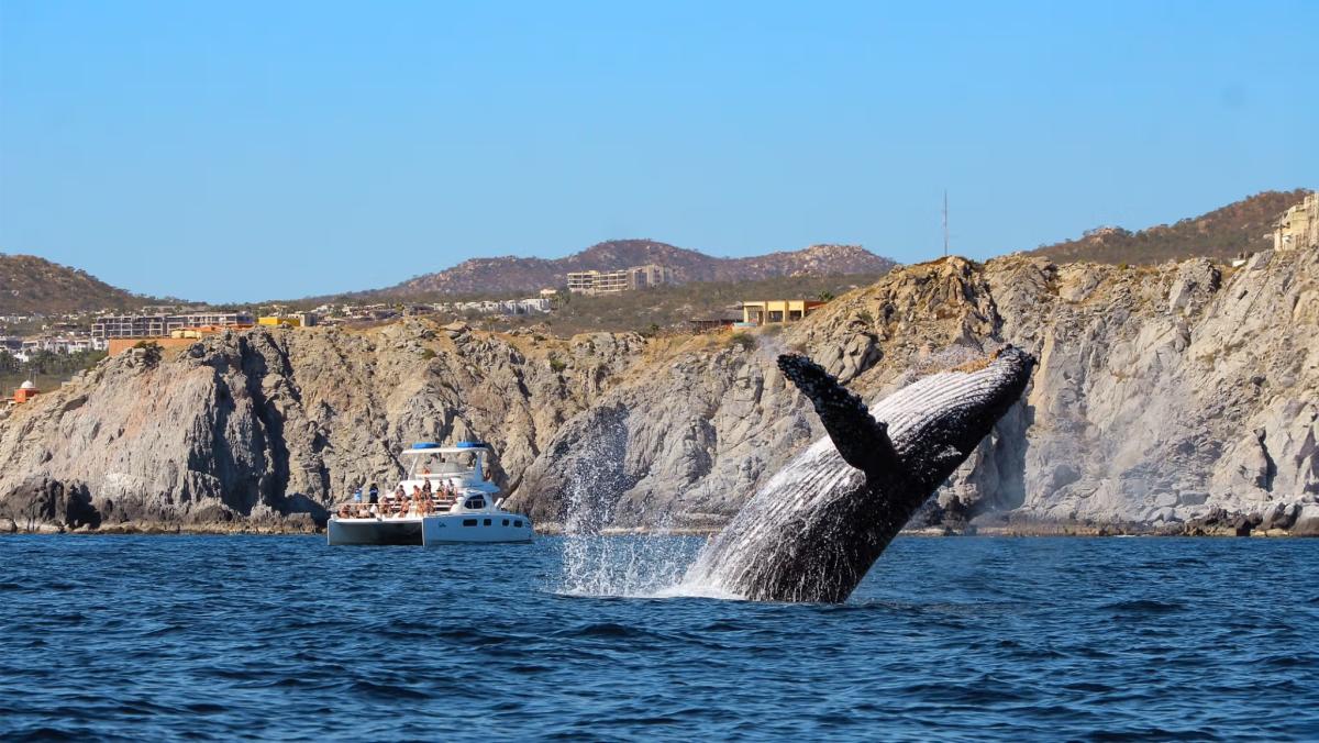 Whale Watching in Los Cabos 2025: The Ultimate Guide to an ...