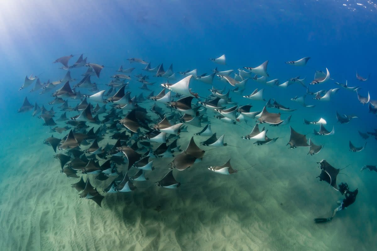 Actividades acuáticas para disfrutar el avistamiento de rayas
