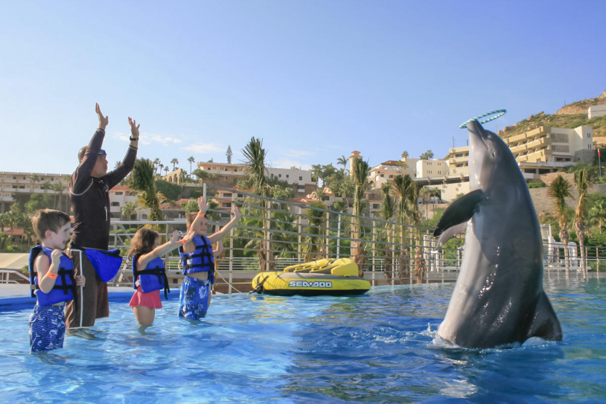 Swim With Dolphins - Visit Los Cabos - Excursions in Cabo San Lucas ...