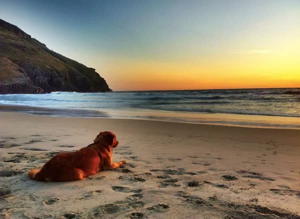 Paws in Paradise: Los Cabos’ Most Luxurious Pet-Friendly Resorts
