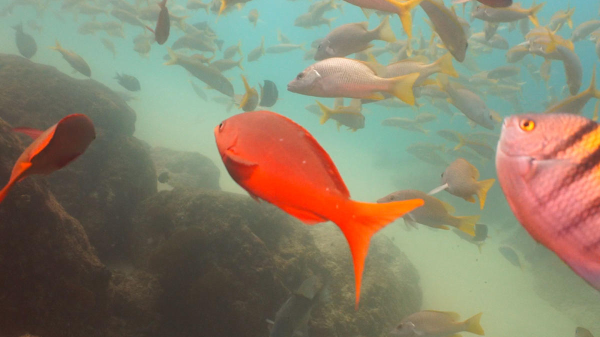 3 Reasons Why Fish Swim in Schools