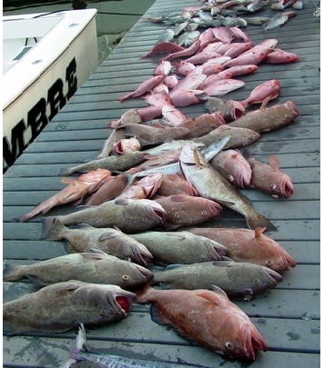 Tomcat Fishing Charters
