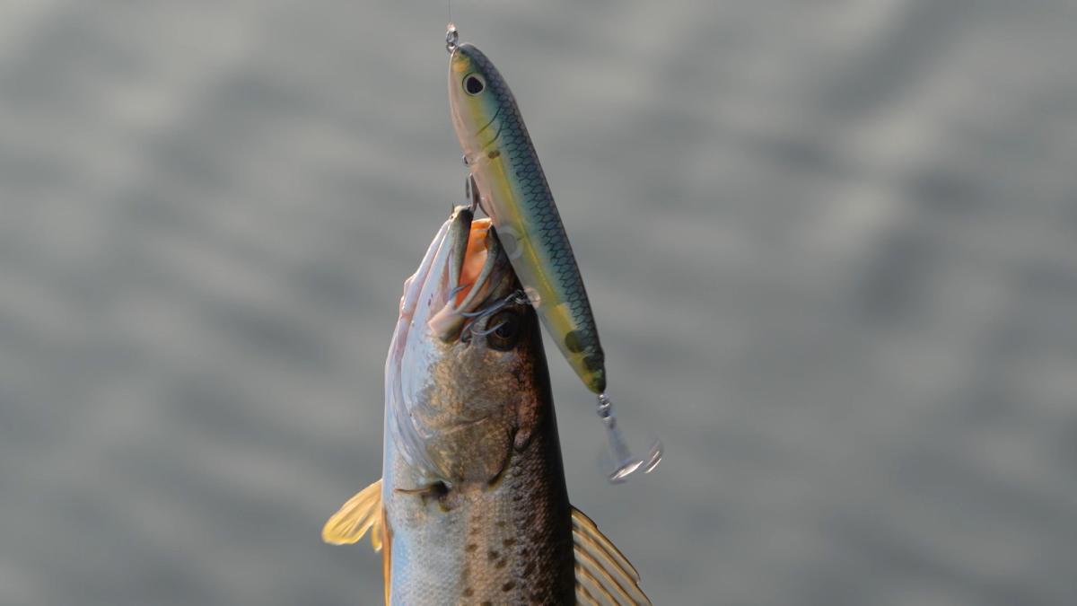 February Fishing Report