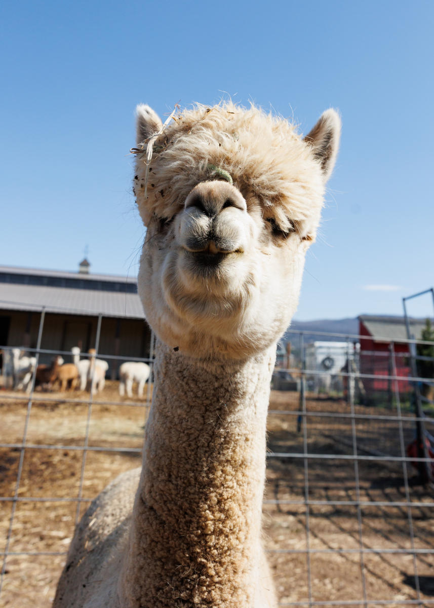 Wasatch Back Alpacas