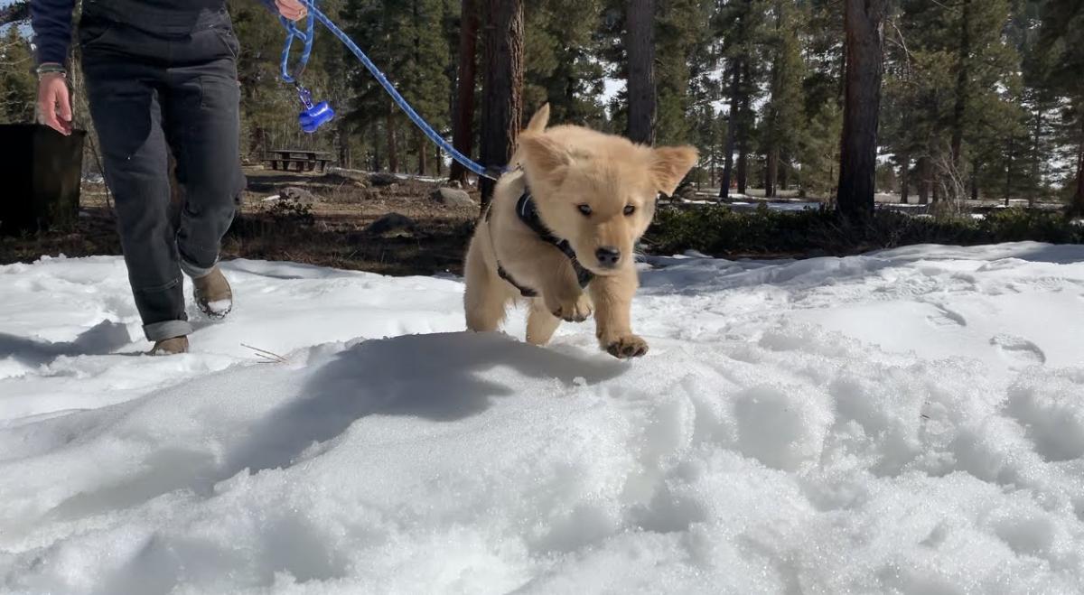 Winter Dog-Friendly Getaways in Park City | Restaurants & Parks