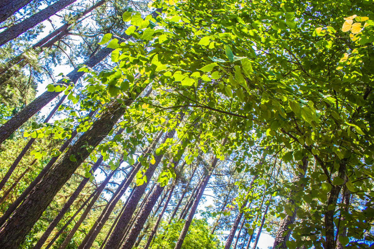 Blue Jay Point County Park | Raleigh, NC 27614