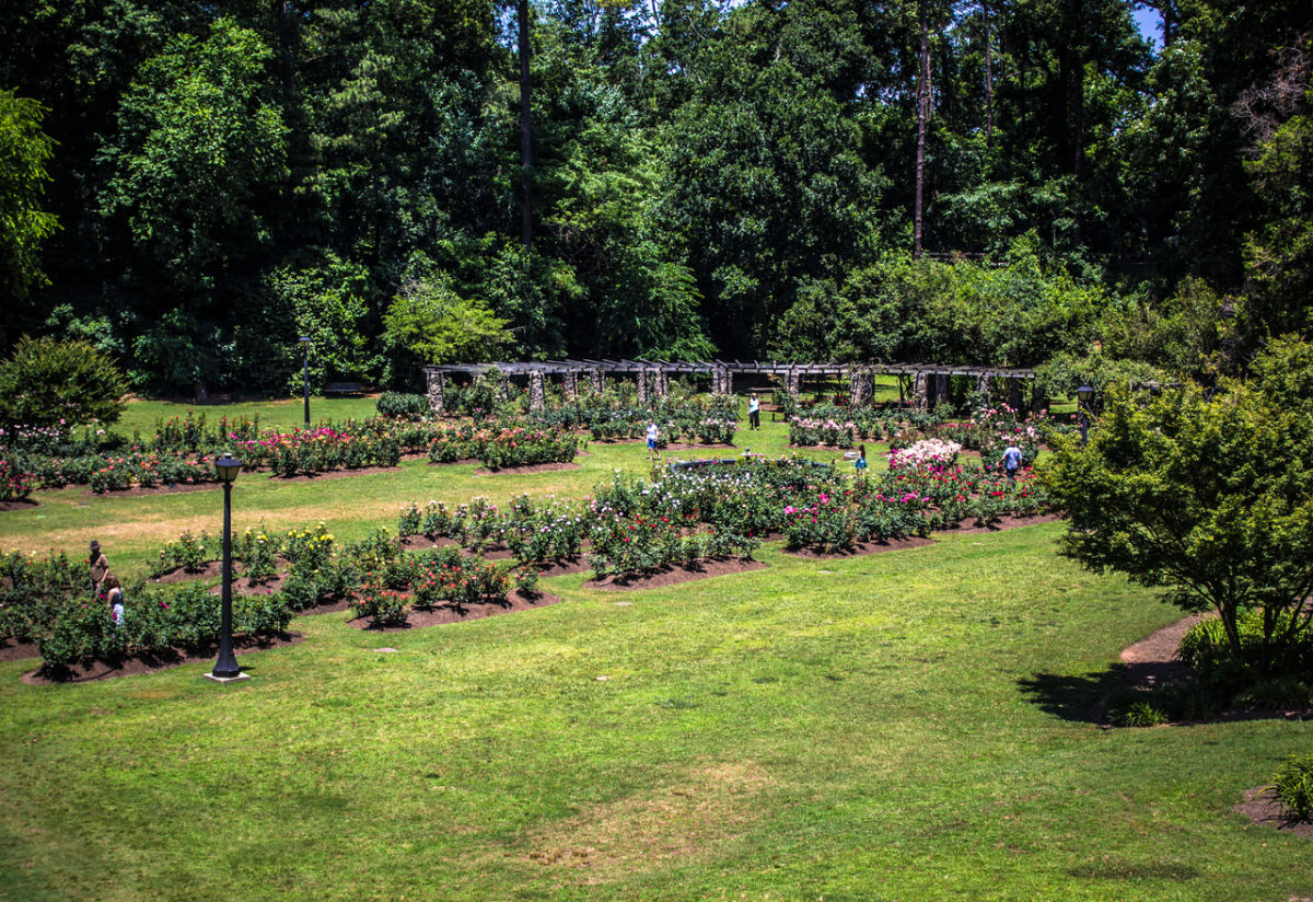 Raleigh Municipal Rose Garden | Raleigh, NC 27607