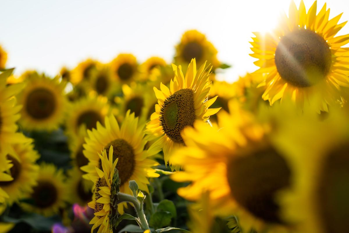 Sunflower Fields in Raleigh, N.C. | Peak Bloom Times