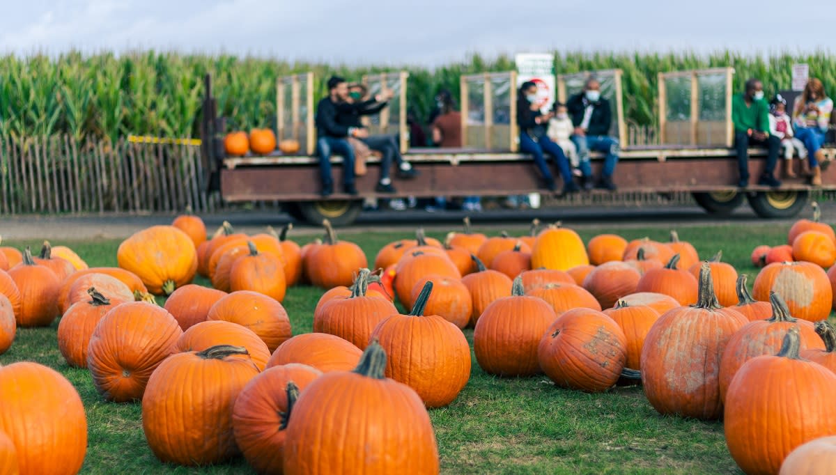Guide to Pumpkin Patches and Corn Mazes in Raleigh, N.C.