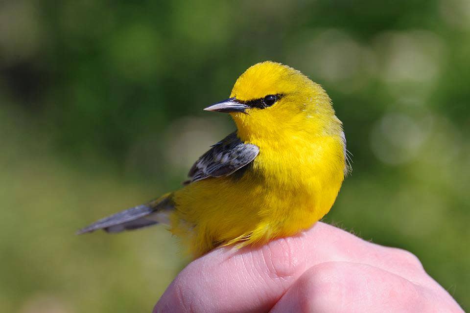 Sand Bluff Bird Observatory