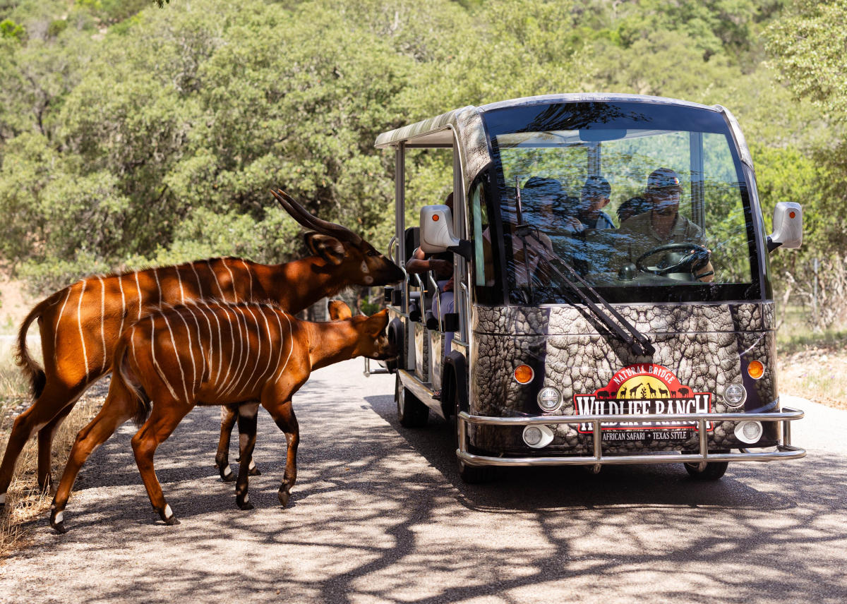 Natural Bridge Wildlife Ranch