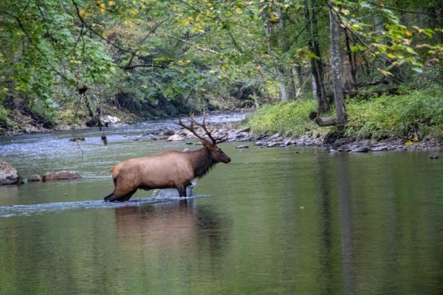 river elk