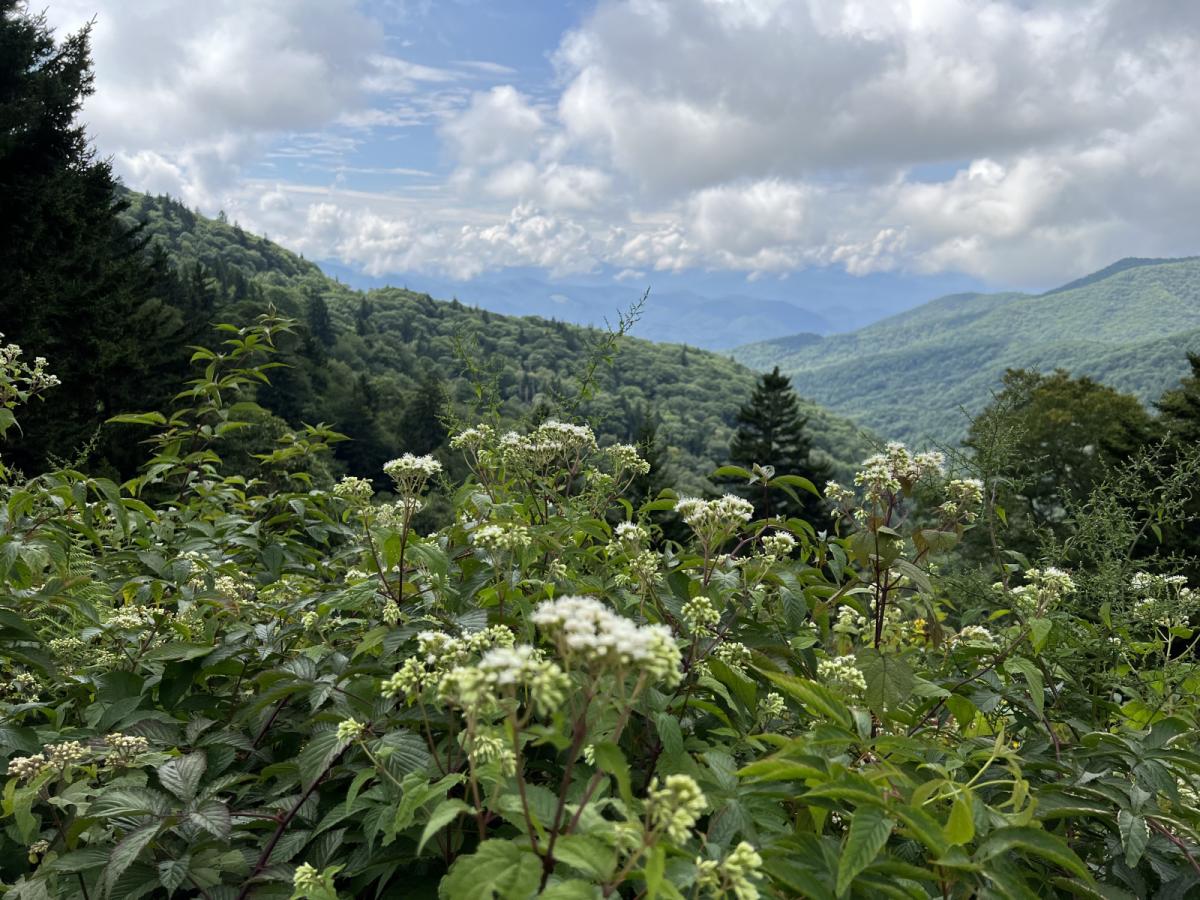 Fork Ridge Overlook