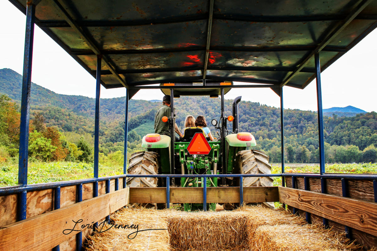 Family Friendly Farm Experiences in Bryson City and the Great Smoky ...