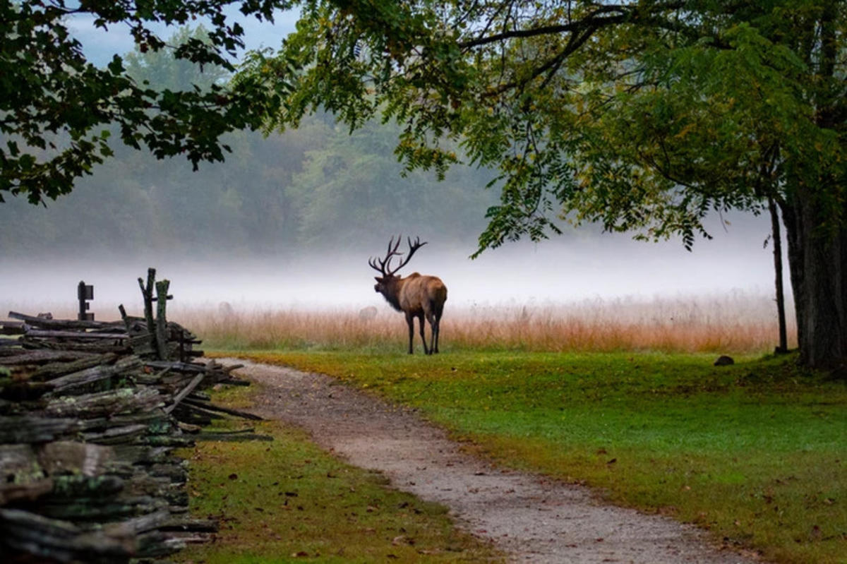 Where to Find Elk in the Great Smoky Mountains National Park