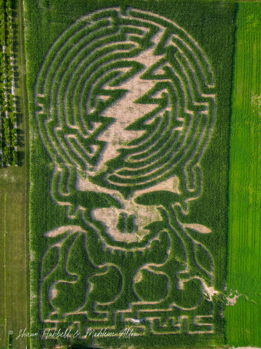 farm corn maze