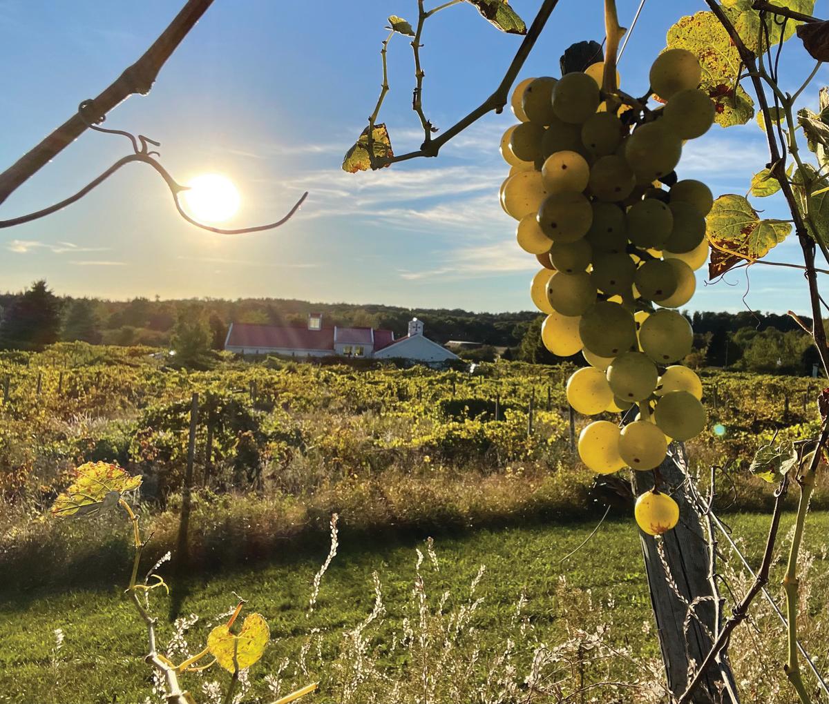 Tabone Vineyards | Traverse City, MI 49686