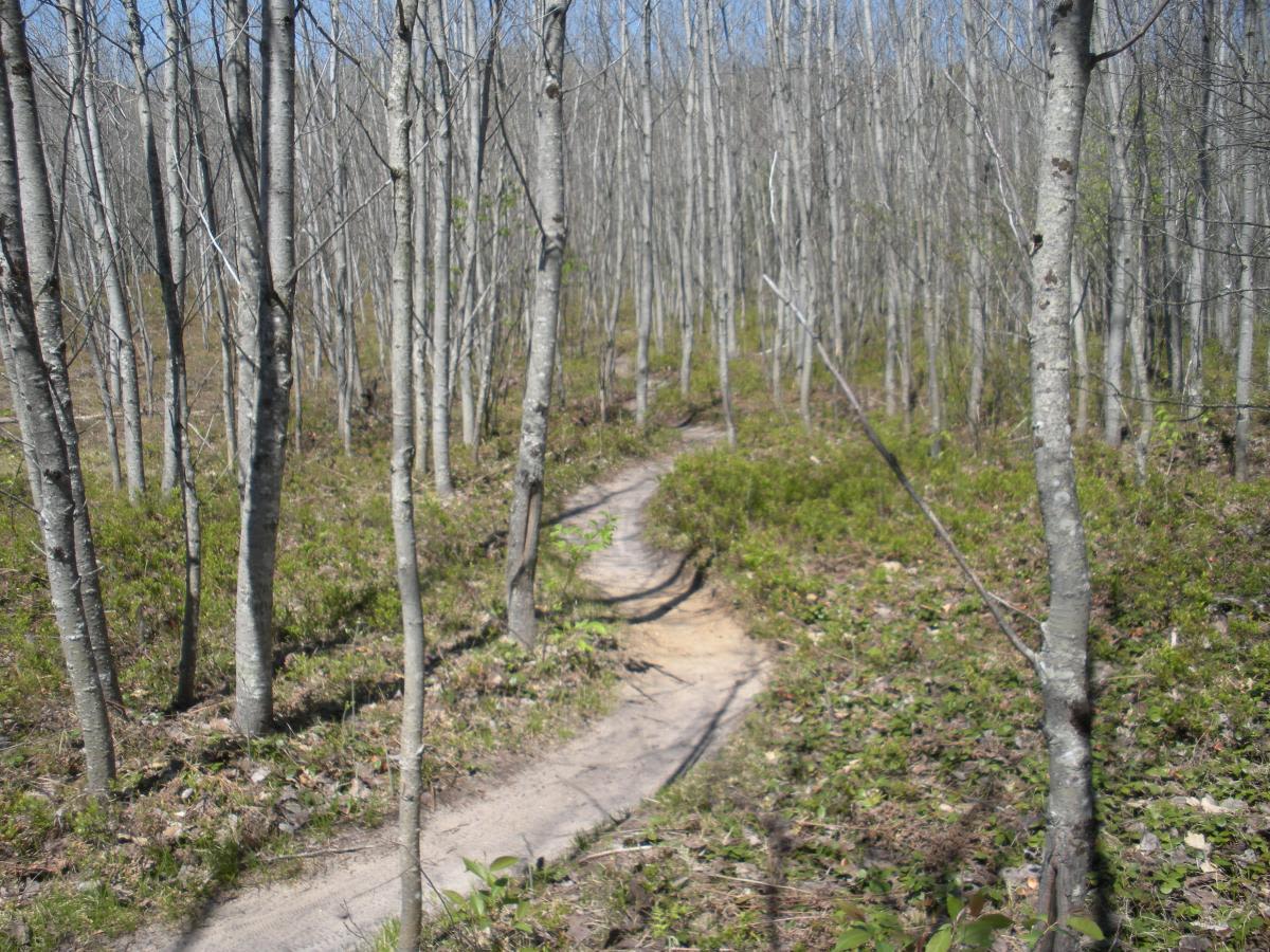 Vasa Pathway | Williamsburg, MI 49690