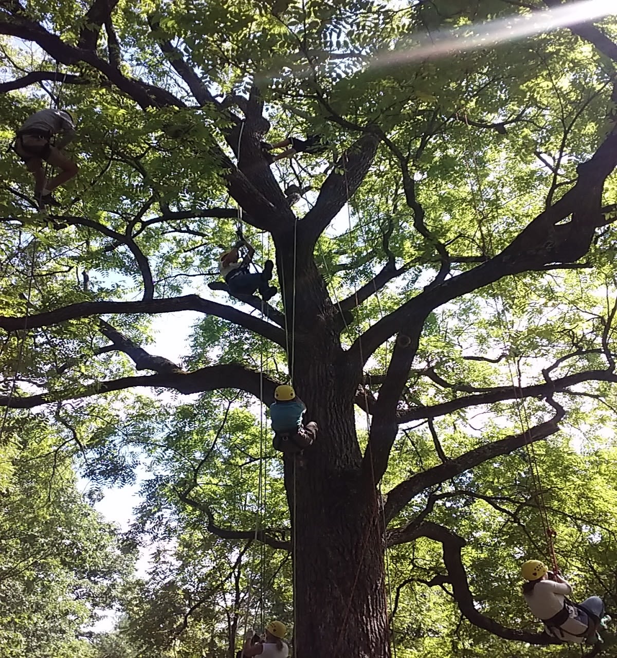 Climb A Tree | Traverse City, MI 49685