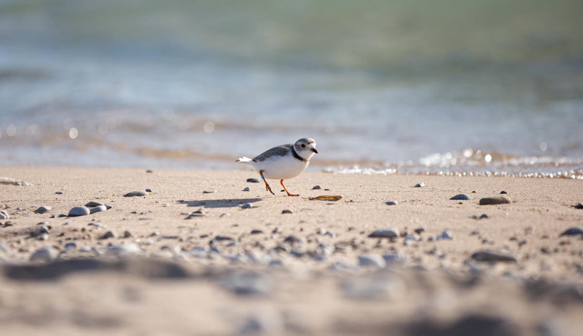 Protecting The Piping Plovers in Great Lake | Ecotourism
