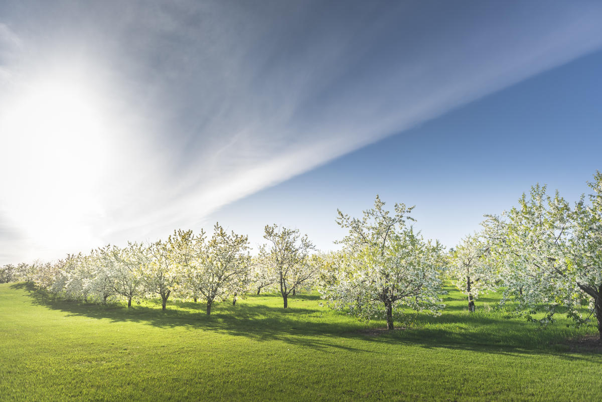 Spring in Traverse City | Cherry Blossoms & Outdoor Fun