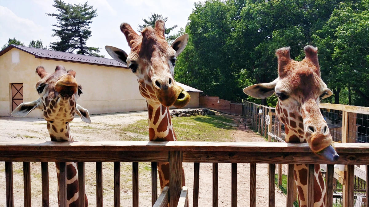Elmwood Park Zoo Exhibits & Shows | Visit Valley Forge & Montco
