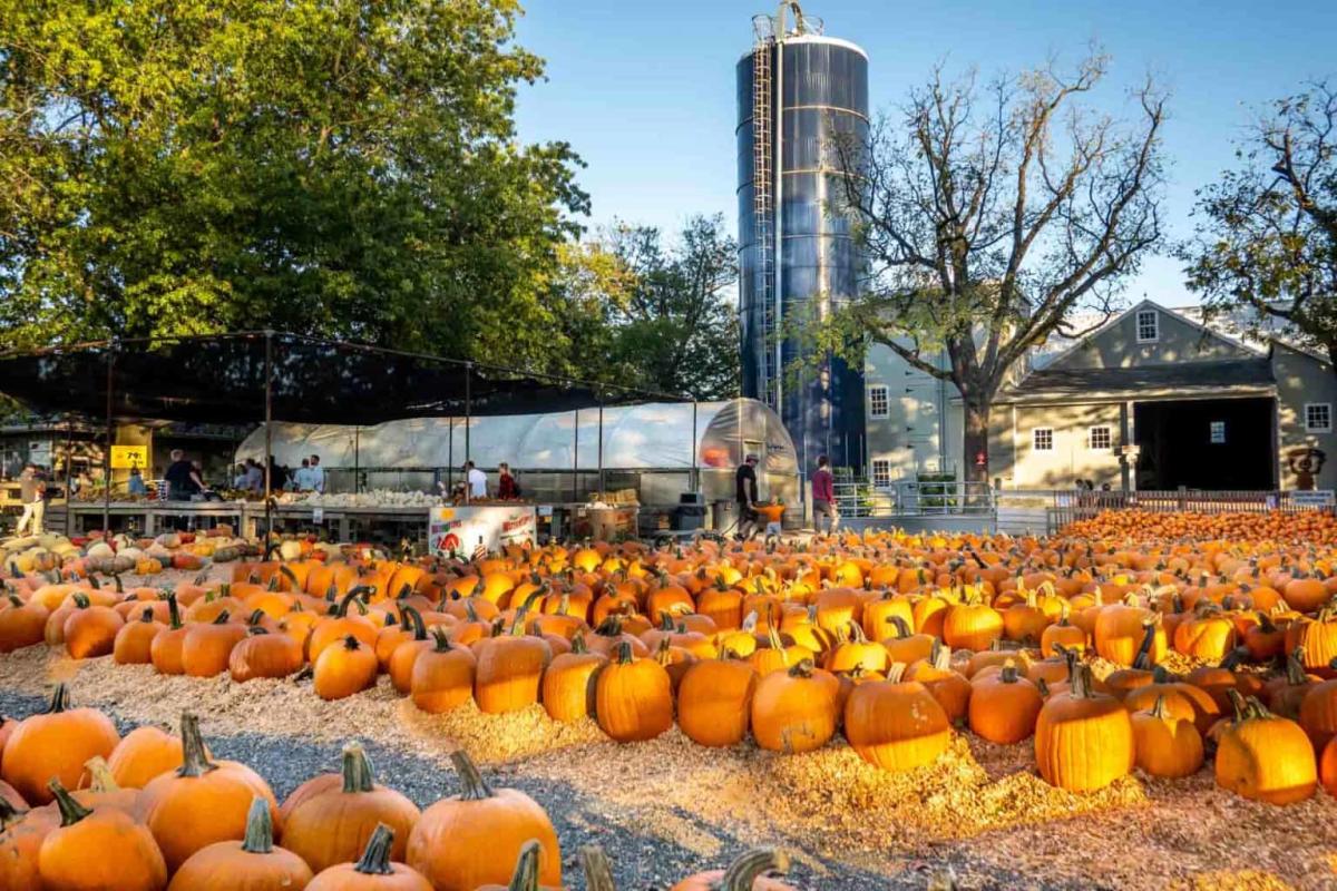 Montgomery County PA Fall Activities | Festivals & Foliage