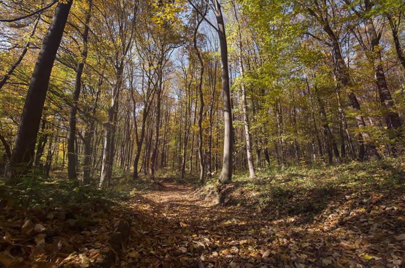 Windmill Hill Nature Preserve