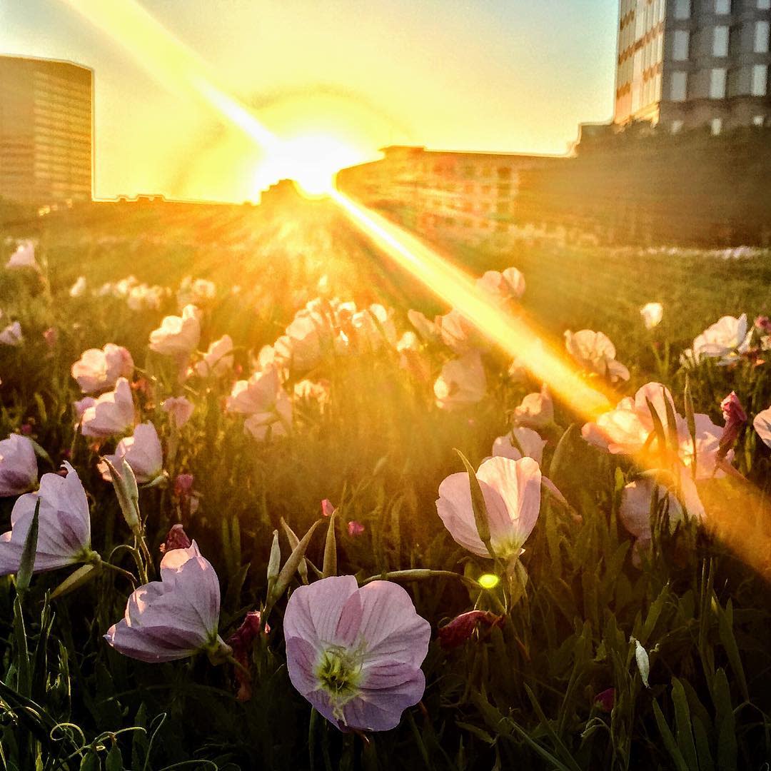 Weather | Travel Info | About Irving, Texas